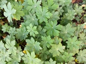 ZDRAVAC – 365 dana u Srbiji