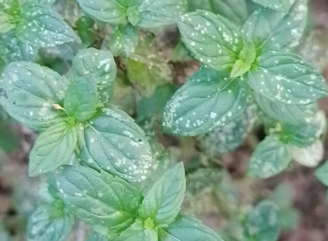 LISTOVI NANE – 365 dana u Srbiji